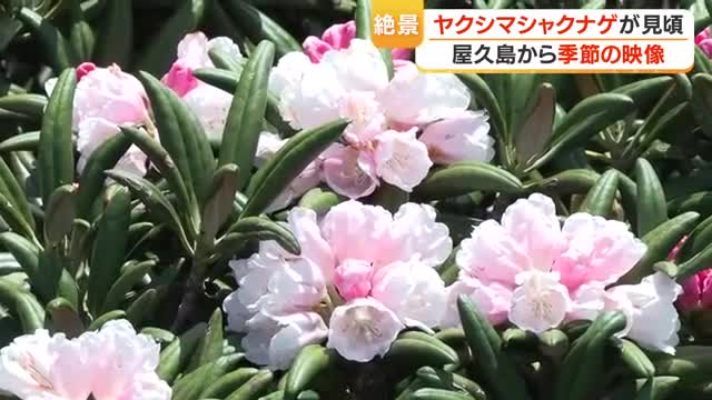 ニュース・スポーツ | KTS鹿児島テレビ